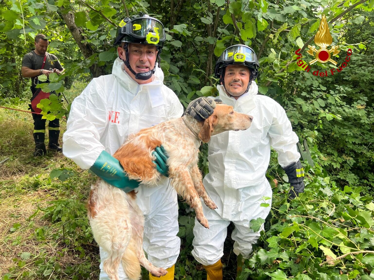 Setter precipita nel torrente San Francesco: i Vigili del Fuoco lo ...