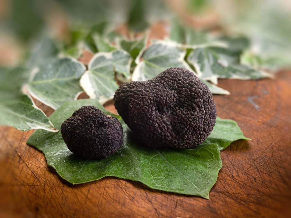 Il tartufo nero di Bagnoli: 7 curiosità per conoscerlo meglio ... Il tartufo nero di Bagnoli: 7 curiosità per conoscerlo meglio ...